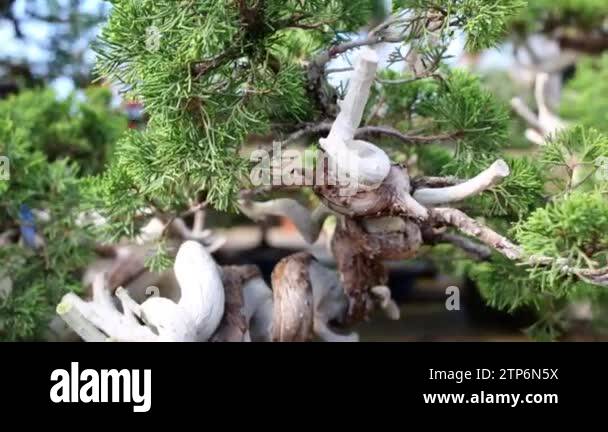 Curved bonsai tree Stock Videos & Footage - HD and 4K Video Clips - Alamy