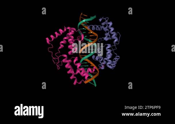 Structure Of Hepatocyte Nuclear Factor 1a Bound To Dna Animated 3d Cartoon And Gaussian Surface