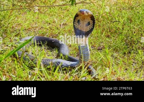 Spreading hood of a cobra. Its eyes scan the area for potential threats ...
