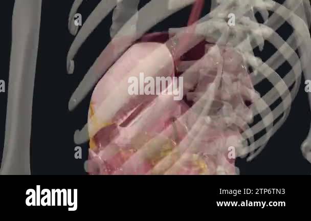 The peritoneum is a continuous membrane which lines the abdominal ...