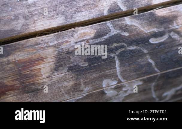 Pattern, Traces of Damage to the Bark on the Smooth Surface of a Tree ...