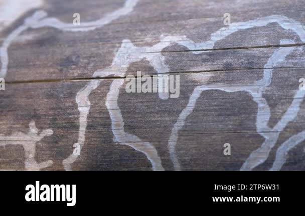 Pattern, Traces of Damage to the Bark on the Smooth Surface of a Tree ...