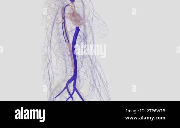 The two largest veins in the body are the superior vena cava, which ...