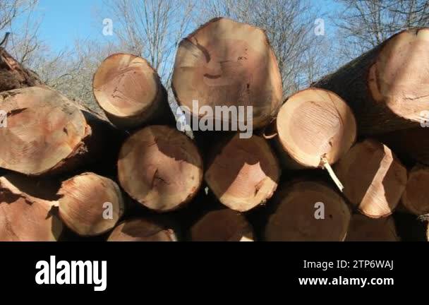 View of deforestation and illegal logging in forest. Cutting trees ...