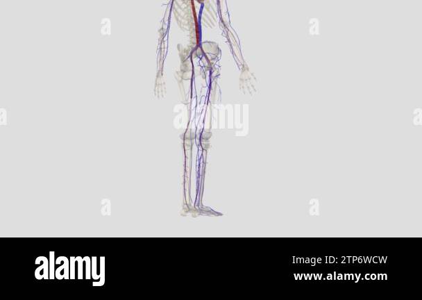 The veins of the lower limbs are traditionally described as consisting ...