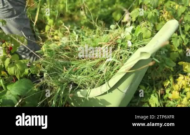 Woman hands removing grass weeds plant from lawn at front yard. Weed control and garden lawn ...