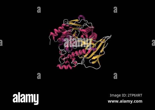Crystal structure of native recombinant human bile salt activated ...