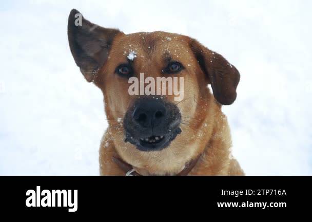 Beware vicious dog Stock Videos & Footage - HD and 4K Video Clips - Alamy