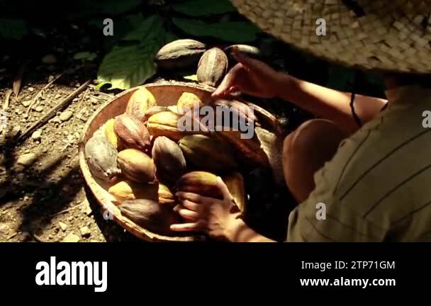 Collecting tree seed Stock Videos & Footage - HD and 4K Video Clips - Alamy