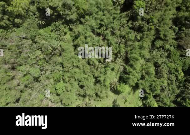 An aerial view showcasing the lush tropical greenery of the Philippines ...