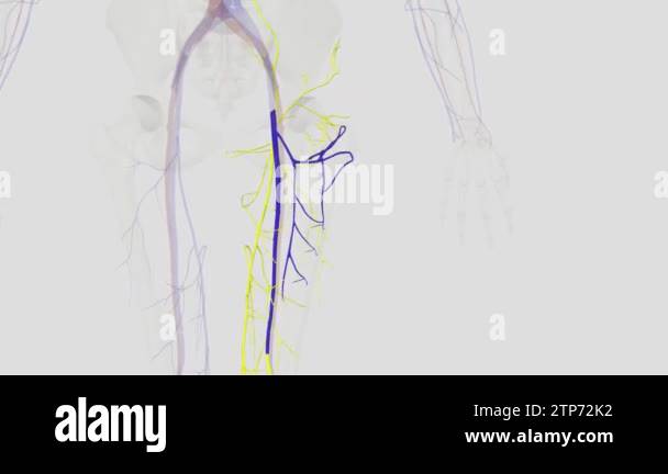 The deep femoral vein, deep vein of the thigh or profunda femoris vein ...