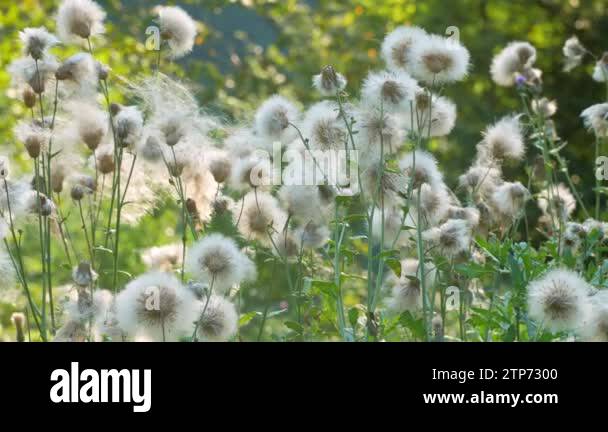 White fluffy wild flowers similar to dandelions Field milk thistle ...