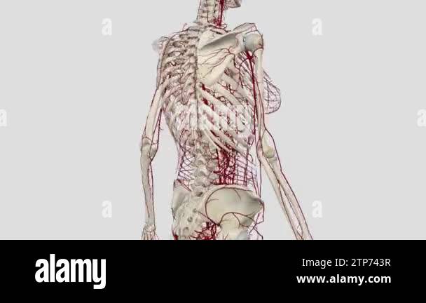 The largest artery in the body is the aorta, which connects to the ...