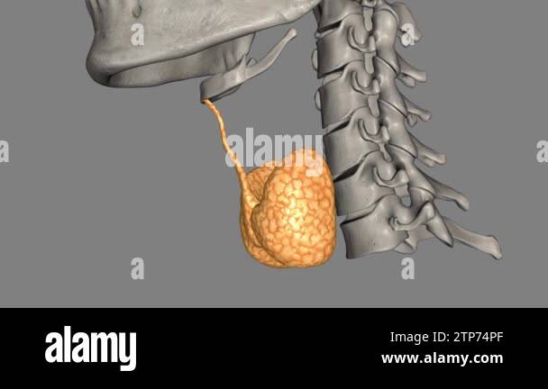 The thyroid is a small, butterfly-shaped gland located at the base of ...