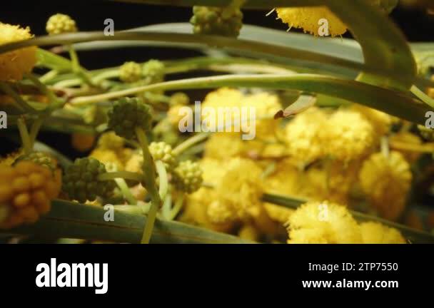 The camera slides along the branches of yellow mimosa flowers and ...