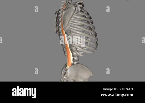 The longissimus thoracis muscle is the largest of the erector spinae ...