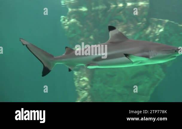 Deep sea predators Stock Videos & Footage - HD and 4K Video Clips - Alamy
