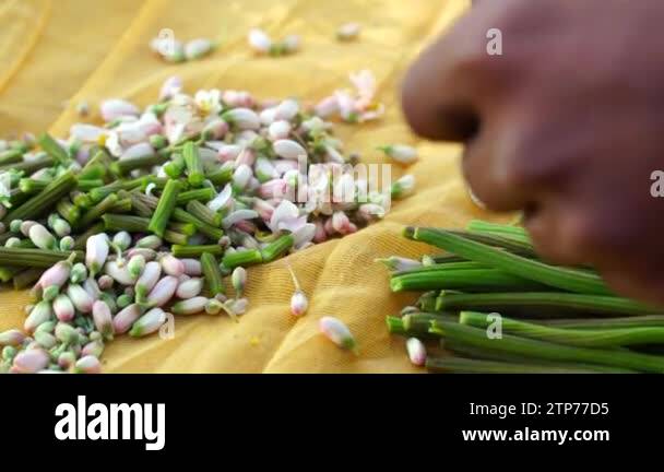 Indian food and vegetable concept. Indian medicinal plant footage of ...