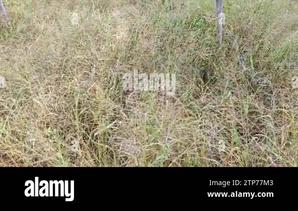 Switchgrass field Stock Videos & Footage - HD and 4K Video Clips - Alamy