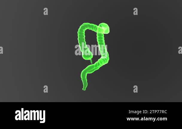Human large intestine Stock Videos & Footage - HD and 4K Video Clips ...