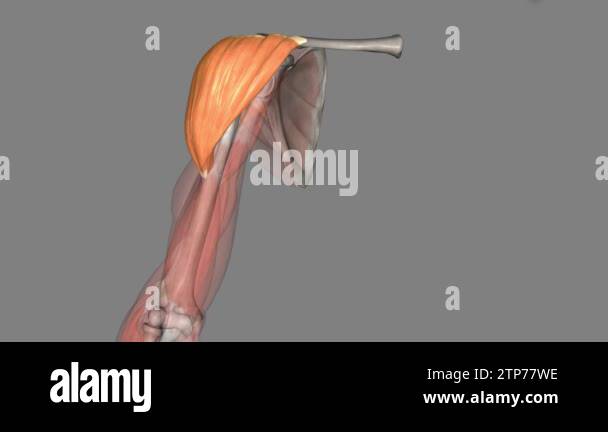 The deltoid is responsible for elevating the arm in the scapular plane ...