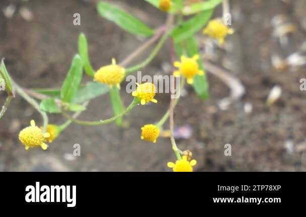 Acmella paniculata (Jotang, getang, gulang, egetan, srunen, seruni sapi ...