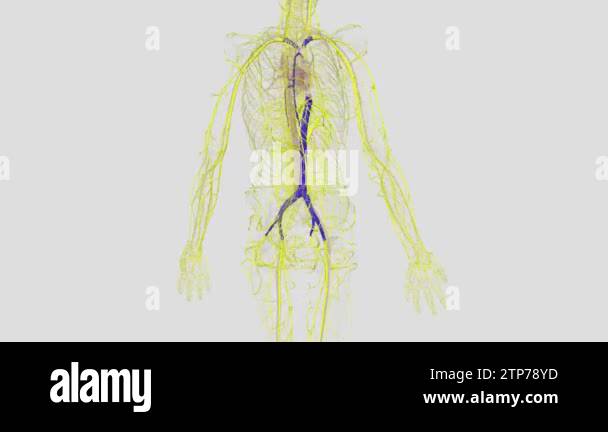 The two largest veins in the body are the superior vena cava, which ...