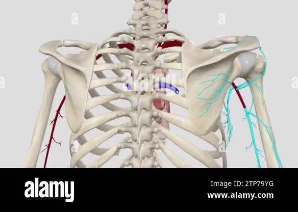 The axillary artery is a large muscular vessel that travels through the ...