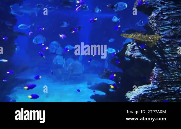 The marine life of tropical fish. Tropical fish reef marine Colourful ...