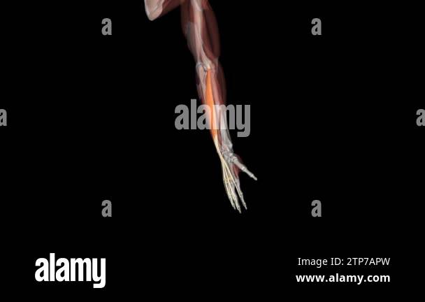 Extensor digitorum is a long muscle located in the posterior ...