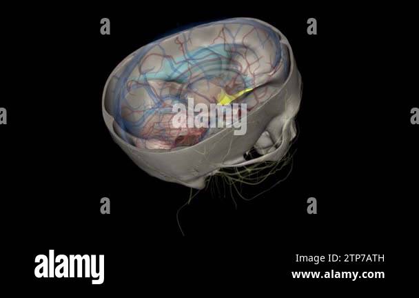 The olfactory nerve is the first cranial nerve and is instrumental in ...