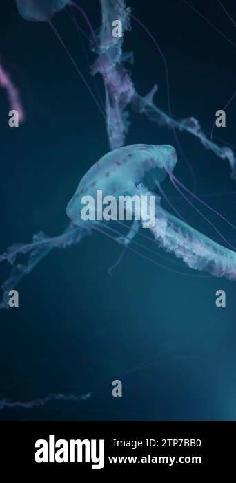 beautiful colourful jellyfish medusa swim underwater in ocean or zoo ...