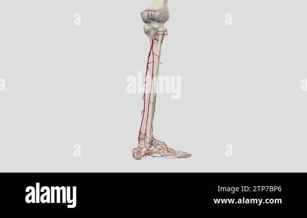 The three arteries of the lower leg are the peroneal artery, anterior ...