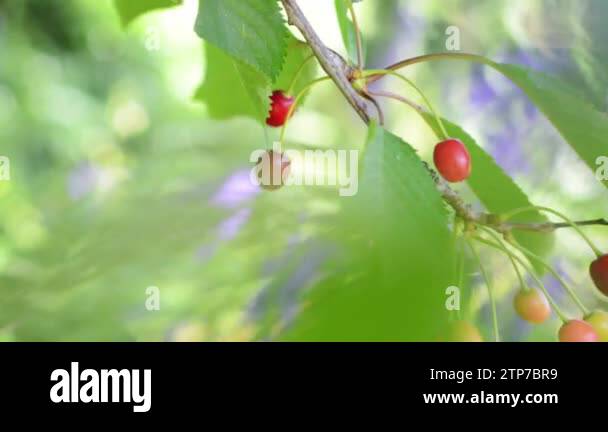 High key fruit tree Stock Videos & Footage - HD and 4K Video Clips - Alamy