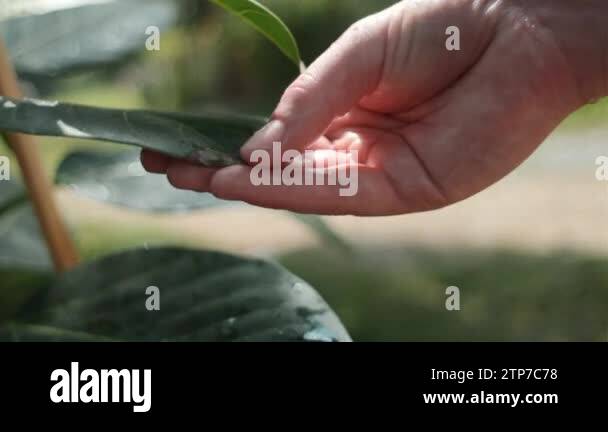 Parasite identification Stock Videos & Footage - HD and 4K Video Clips ...