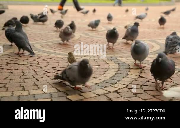 Regular pigeon Stock Videos & Footage - HD and 4K Video Clips - Alamy