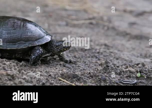 European pond turtle crawls along the sand toward the river close-up ...