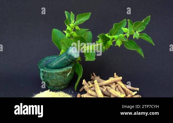 Ashwagandha Dry Root Medicinal Herb with Fresh Leaves, also known as ...