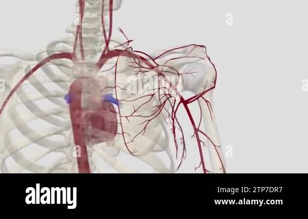 The thoracoacromial artery gives off four branches to supply the ...