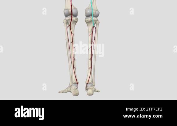 The anterior tibial artery is one of the terminal branches of the ...