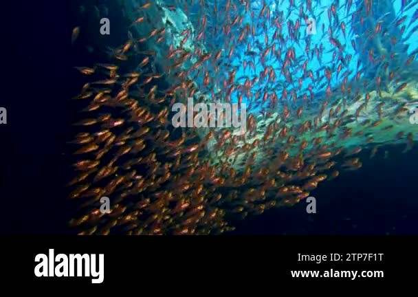 Shoal of glassfish yellow sweeper Parapriacanthus ransonetti swimming ...