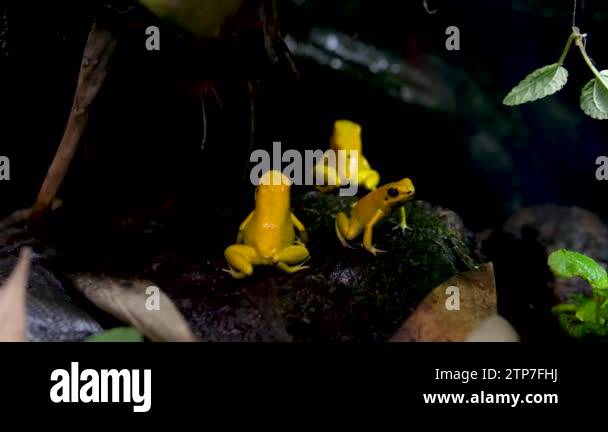golden poison frog phyllobates terribills Golden poison frog in their ...