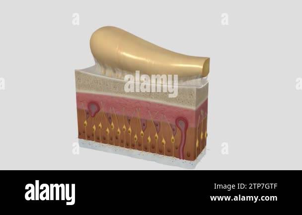 Olfactory system, the bodily structures that serve the sense of smell ...