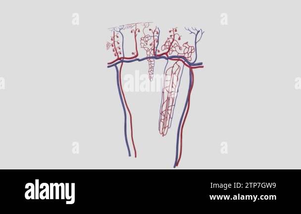 The arcuate arteries of the kidney, also known as arciform arteries ...