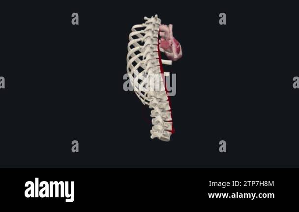 The first left lumbar artery passes posterior to the left crus of the ...