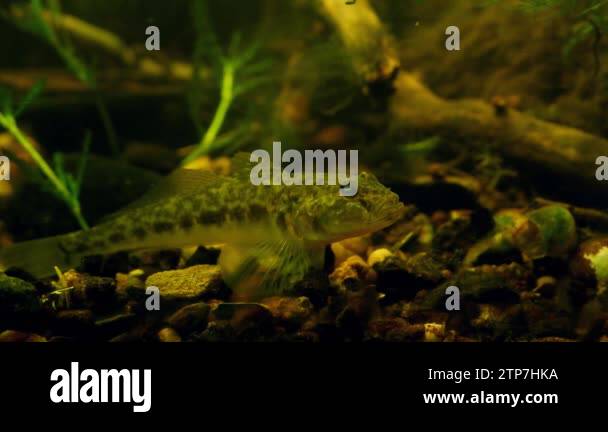 Invasive fish on the ecosystem Stock Videos & Footage - HD and 4K Video ...