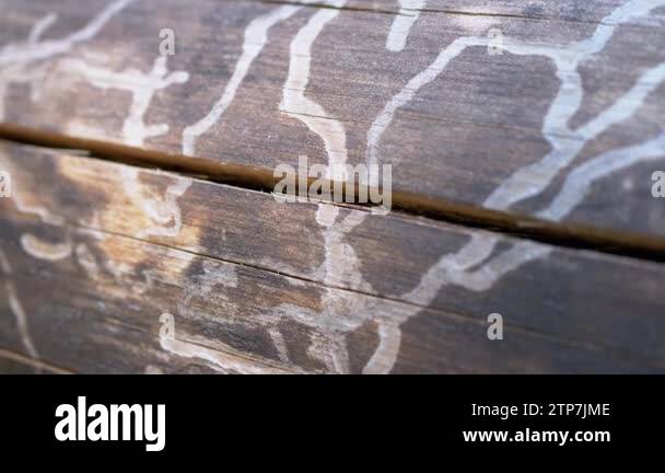 Pattern, Traces of Damage to the Bark on the Smooth Surface of a Tree ...