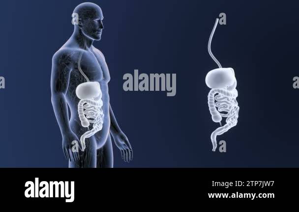 skeleton posterior view of human digestive system, out of body on blue ...