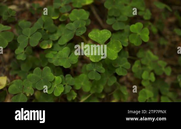 Good luck shamrock Stock Videos & Footage - HD and 4K Video Clips - Alamy