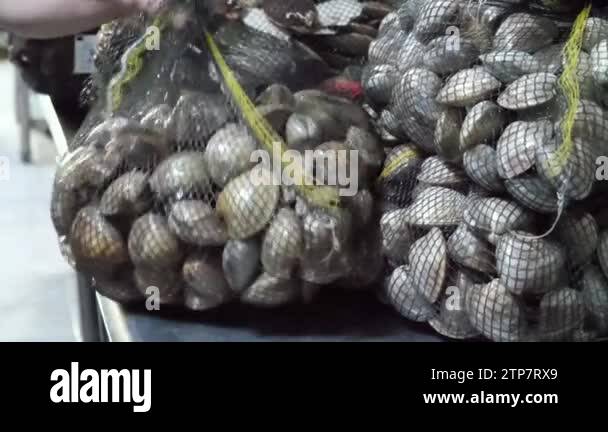 Shellfish varieties Stock Videos & Footage - HD and 4K Video Clips - Alamy